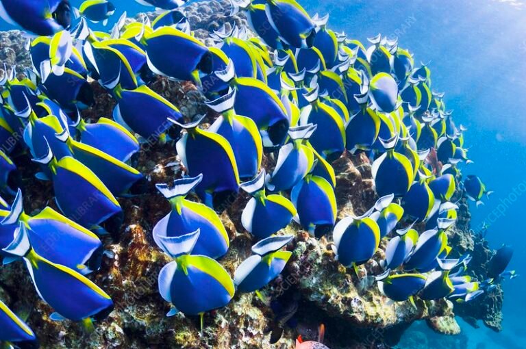 Powder Blue Tang – Mi Arrecife